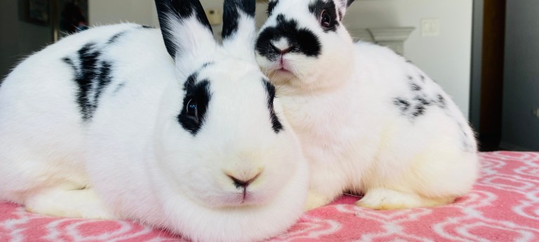 hop to it rabbit rescue an all volunteer organization is a 501 c 3 non ...