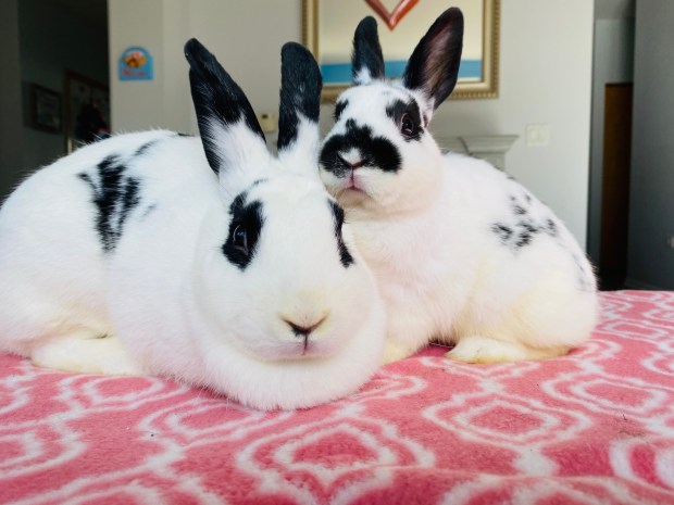 hop to it rabbit rescue an all volunteer organization is a 501 c 3 non ...